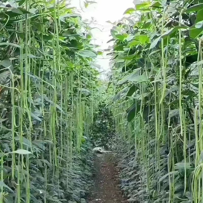 Green Long Beans Sitaw Seeds High Yield 20pcs 1 Meter Long String Beans ...