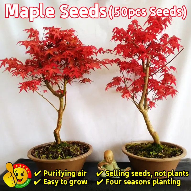 100% Original Red Maple Seeds for Sale Fresh 50pcs Dwarf American Red ...