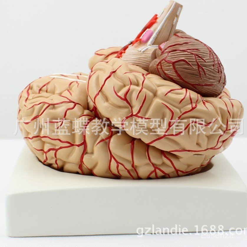Medical Human Brain Anatomy Brain Function Partition Cortex Body ...