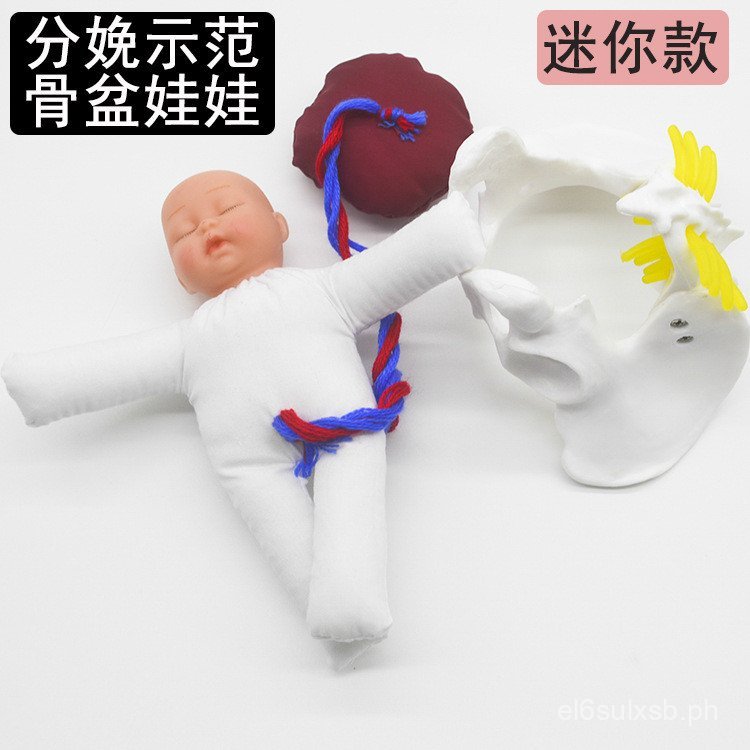Delivery Demonstration Mini Pelvic Model with Fetus/Umbilical cord ...