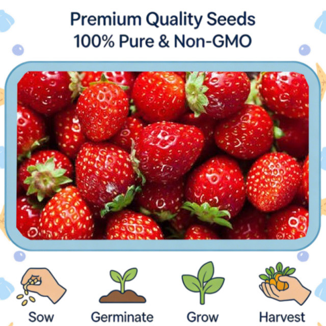 Premium Quality Seeds/100% Pure & Non-GMO BIG / small Sweet strawberry ...