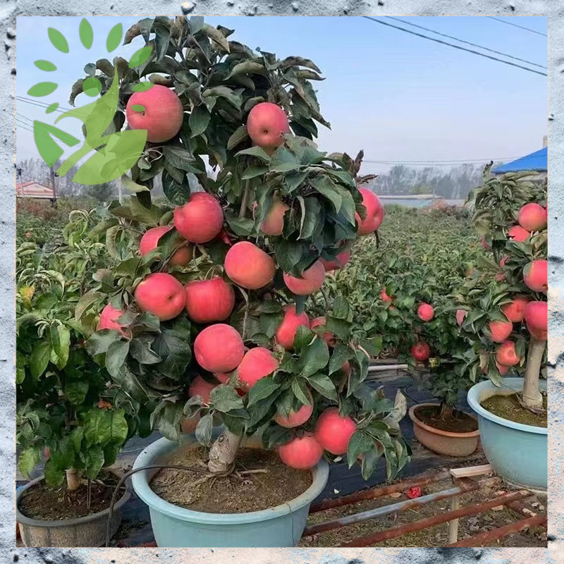 Dwarf Apple Seeds (50seeds) Bonsai Apple Fruit Seeds for Planting Apple ...