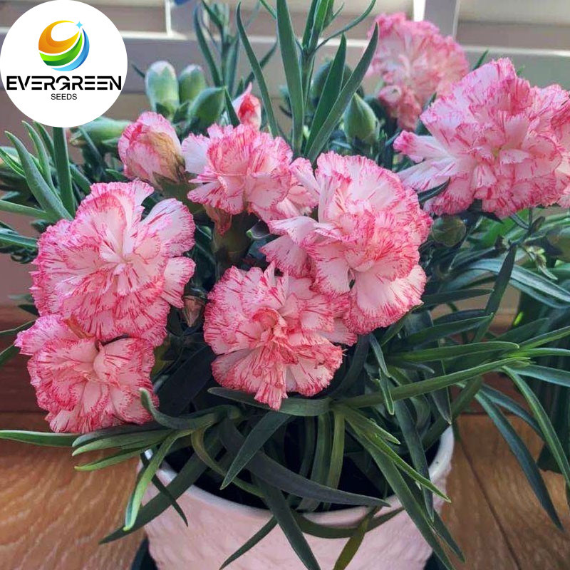 600seeds/pack Carnation flower seeds for planting gardening bonsai home ...