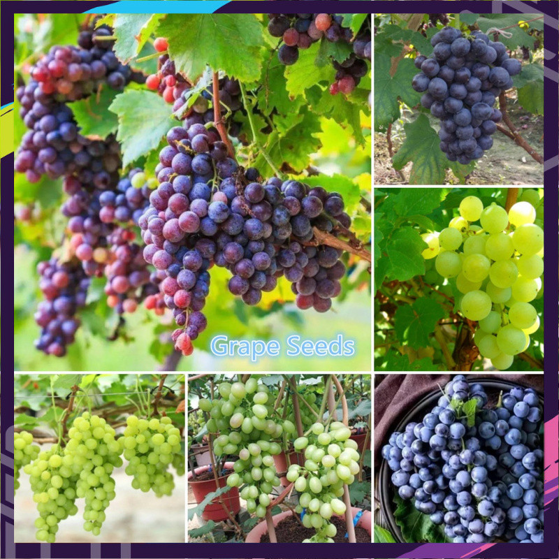 Mixed Color Hybrid Grape Seeds 100 Pcs Red Cardinal Grapes Cuttings ...