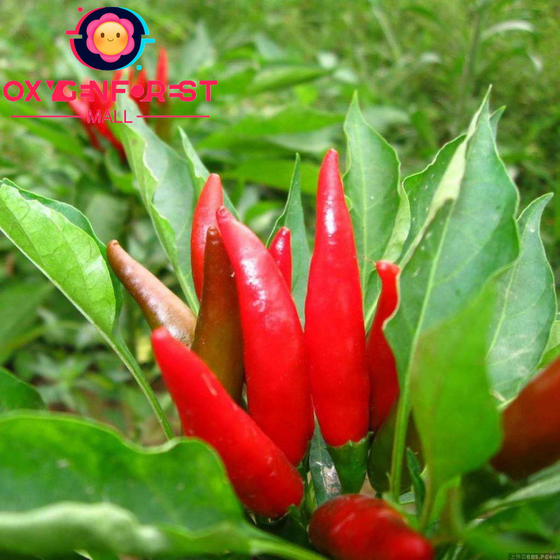 (100seeds/pack) Hybrid Hot Pepper Taiwan Chili / Siling Taiwan | Shopee ...