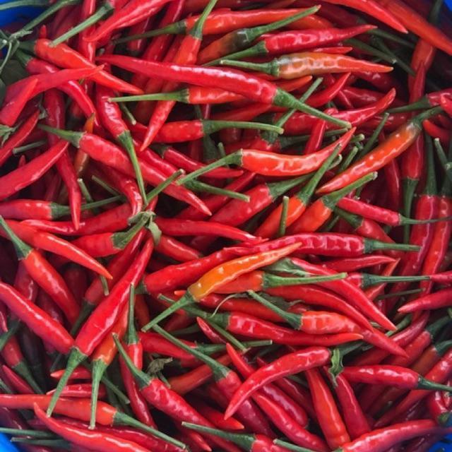 Siling Labuyo Hybrid - Hot Pepper Taiwan Chili( 100 Seeds ) | Shopee ...