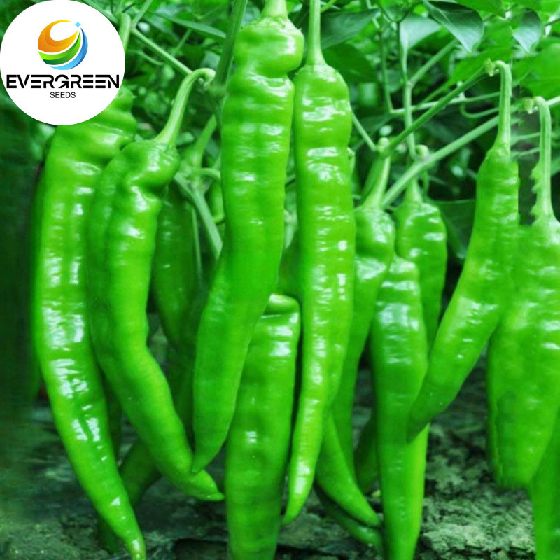 100 Seeds/pack SILI PANIGANG / Siling Haba / Hot Pepper Green / Bicol ...