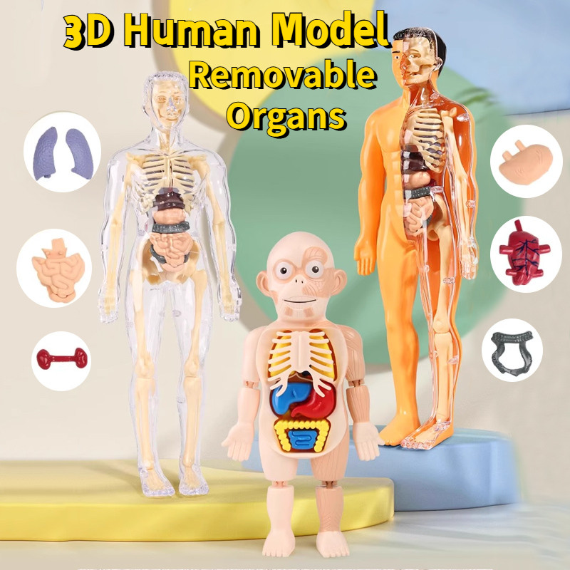 3D Human Anatomy Model Toys with Removable Organs Plastic DIY Science ...