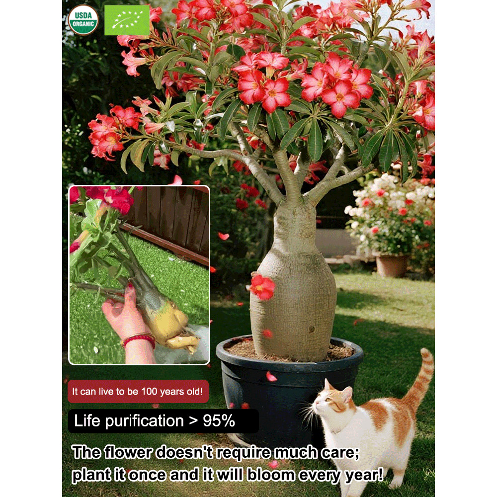 Indoor Potted Desert Rose Grain Up Easy Flower Mixed Potted Plants ...
