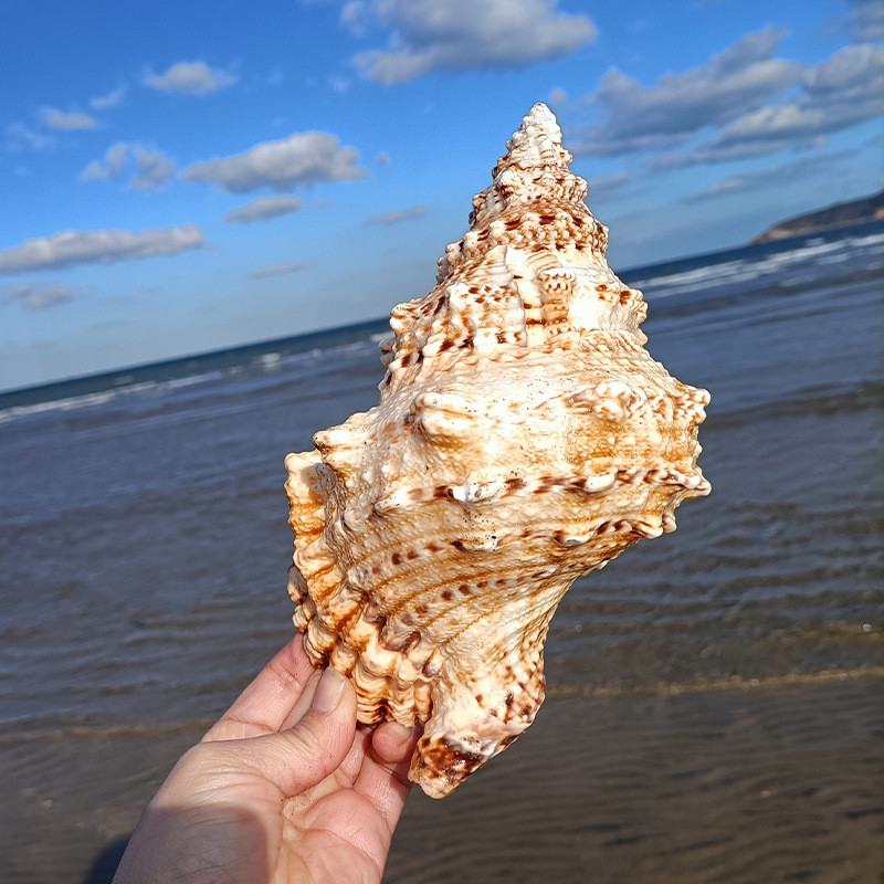 Conch Shell Stone Conch Frog Conch Aquarium Landscaping Ornament ...