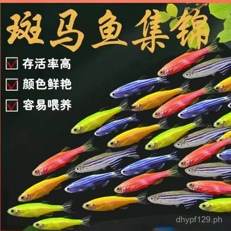 Tropical Fish Small Ornamental Fish Zebrafish Goldfish Guppy Fish Fry ...