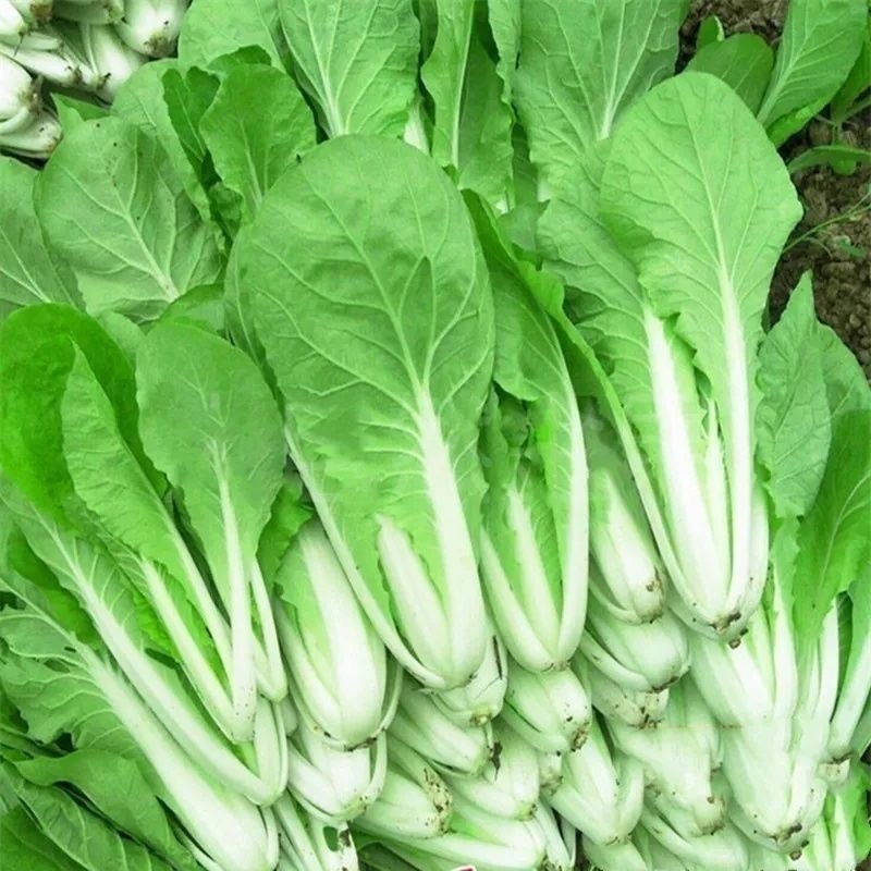 (500 SEEDS) PECHAY PAVITO SEEDS - HYBRID/EASY TO GROW Vegetable Seeds ...