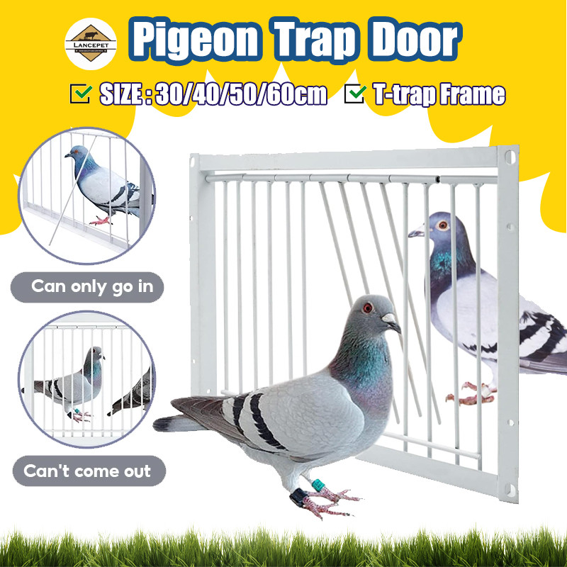 T trap door pigeon cage loft for pigeon breeding Kulungan ng kalapati ...