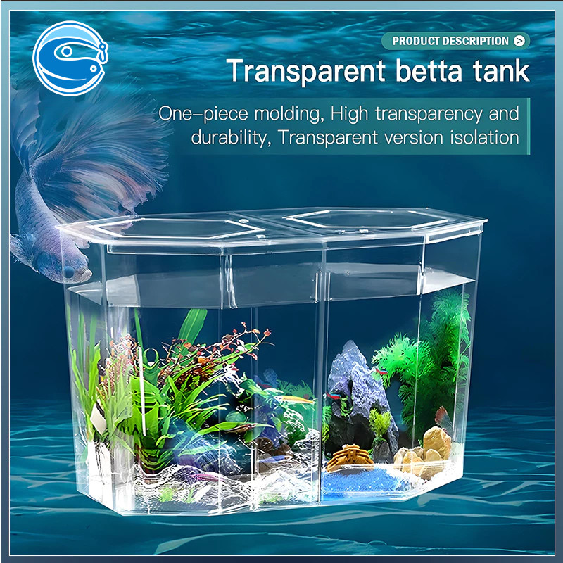 Aquarium Double Betta Fish Tank Dual BettaHex Clear | Shopee Philippines