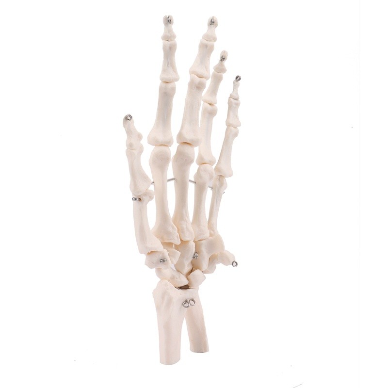 Props Model Hand Joint Anatomical Skeleton Model Human Anatomy Study ...