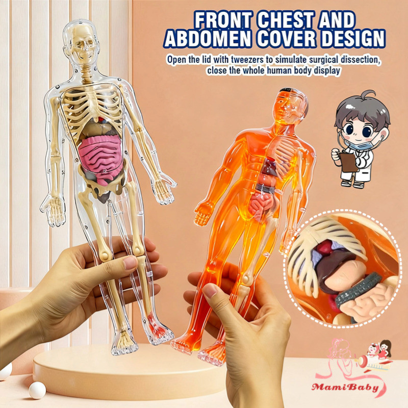 3D Human Anatomy Model Toys with Removable Organs Plastic DIY Science ...