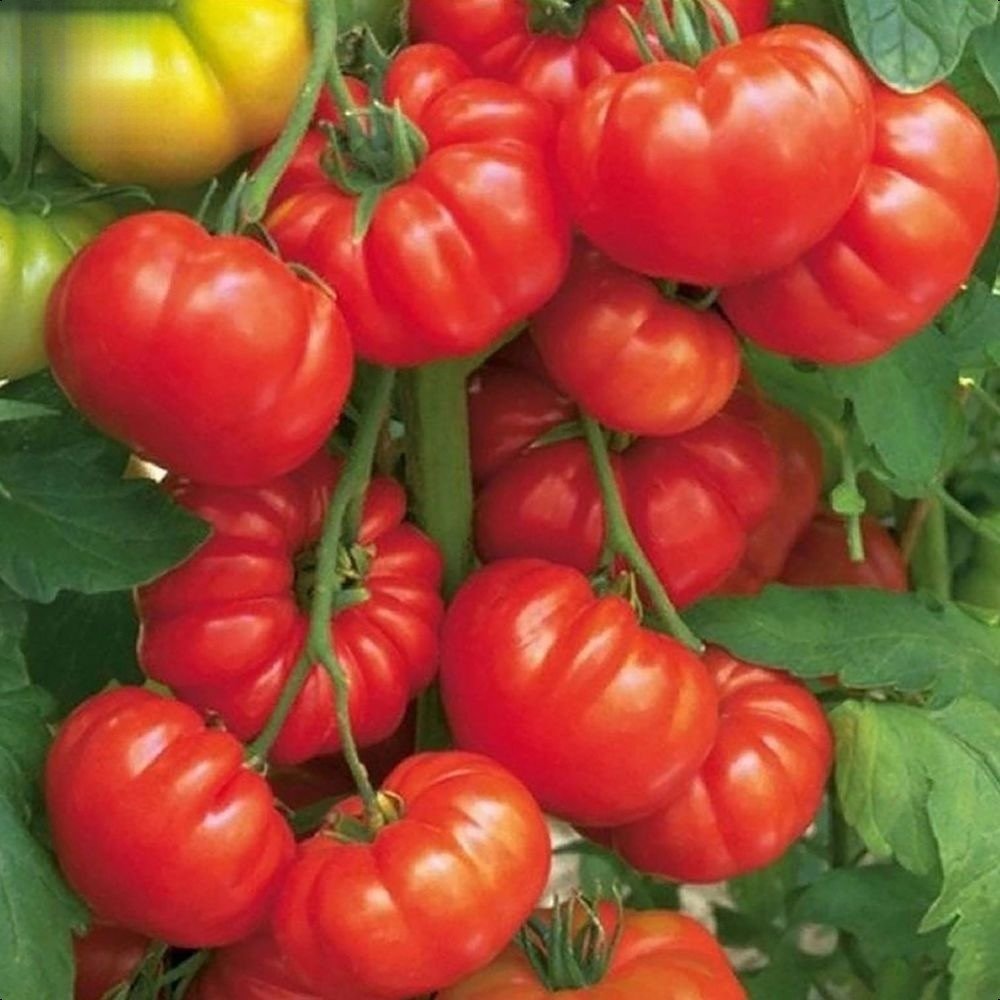 200Pcs/Pack Tagalog Tomato-Pearl Tomato Seeds Kinalabasa Vegetable ...