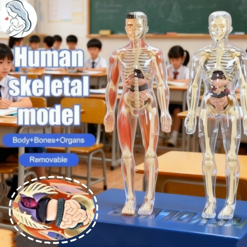 3D Human Body Anatomy Model Kid Model Educational Learning Toys ...