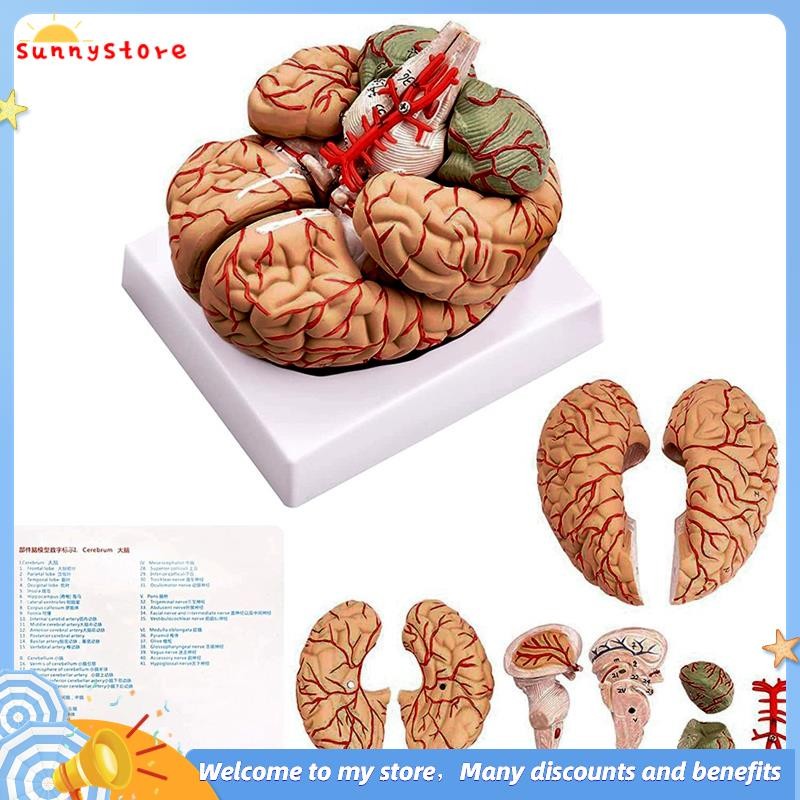 【sunnystore】Human Brain Model,Life Size Human Brain Anatomy Model with ...