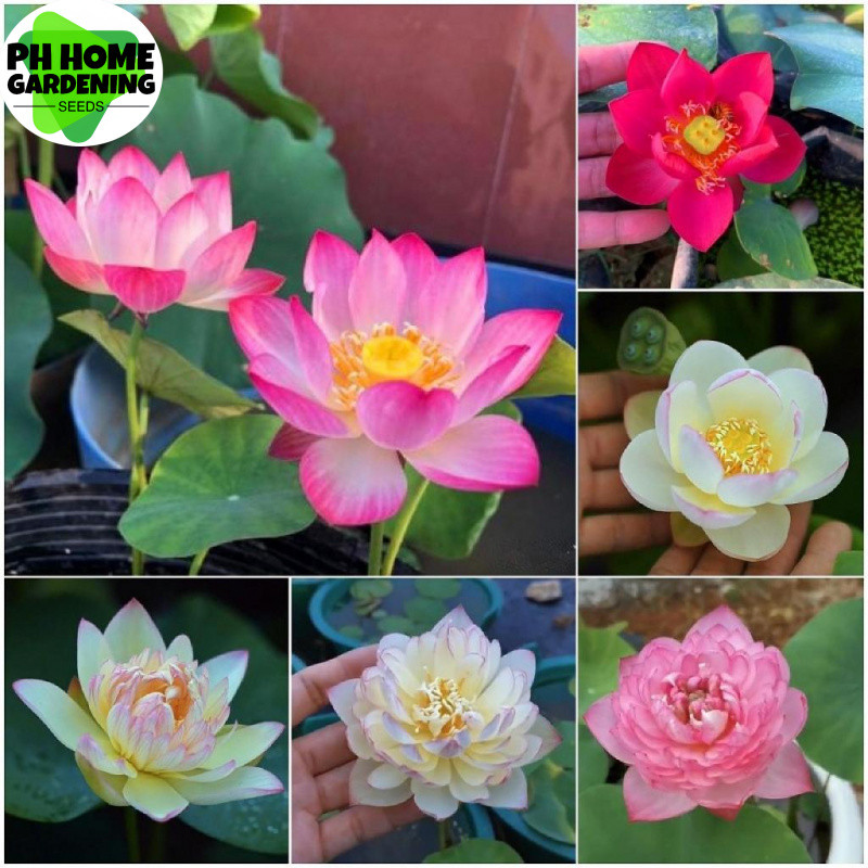 Bowl Lotus Seeds Hydroponic Aquatic Plants Pot Water Lily Seeds（20 ...