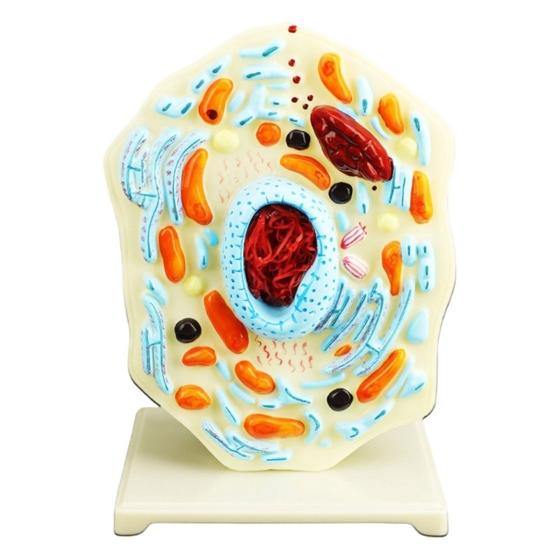 love* Portable Biology Learning Aid Biology Teaching Tool Cell Anatomy ...