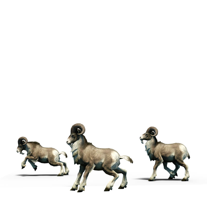Goat Skeleton Binding Animation Animal Model 3d 3d Material c4dobjfbx ...
