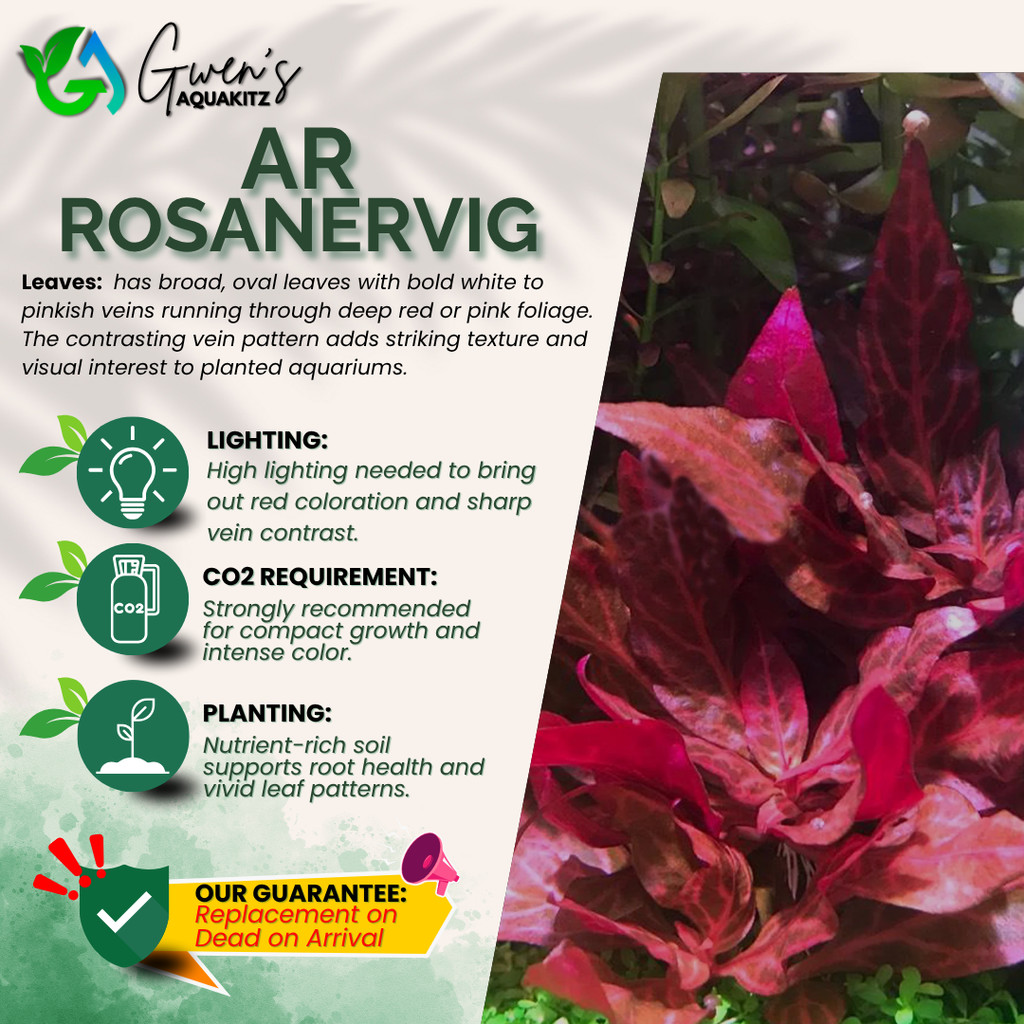 AR ROSANERVIG (sold in 5 stems) by Gwen's Aquakitz - Aquatic Plants for ...