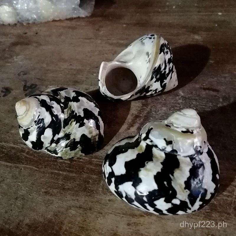 Natural Conch Shell Black King Kong Snail4-10㎝ Hermit Crab Replacement ...