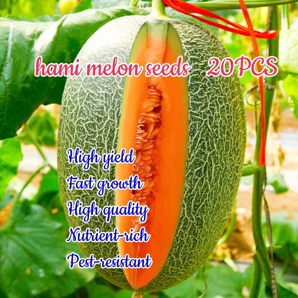 Fresh Hami Melon Seeds Fruit Seeds for Planting Fruit Plants (20 Seed ...