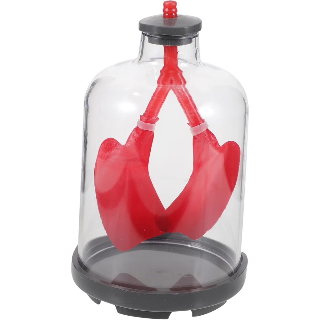 Lung Breathing Model Educational Science Toys Preschool Teaching aid ...