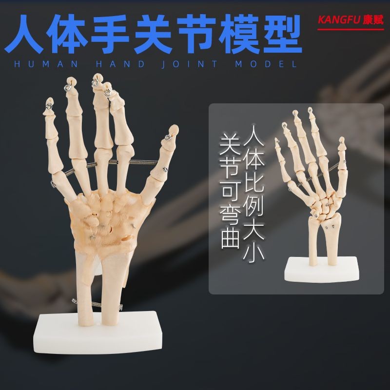 Human Hand Joint Bone Model Wrist Hand Anatomy Palm Bone with Ligament ...