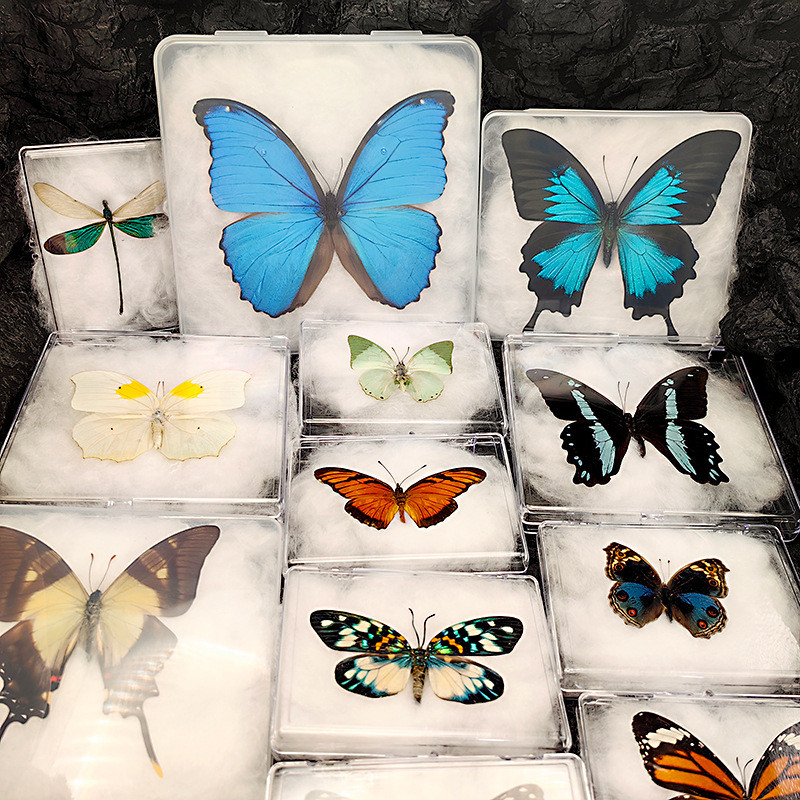 Spread-Wing Real Butterfly Specimens: Original Insects, Beetles ...