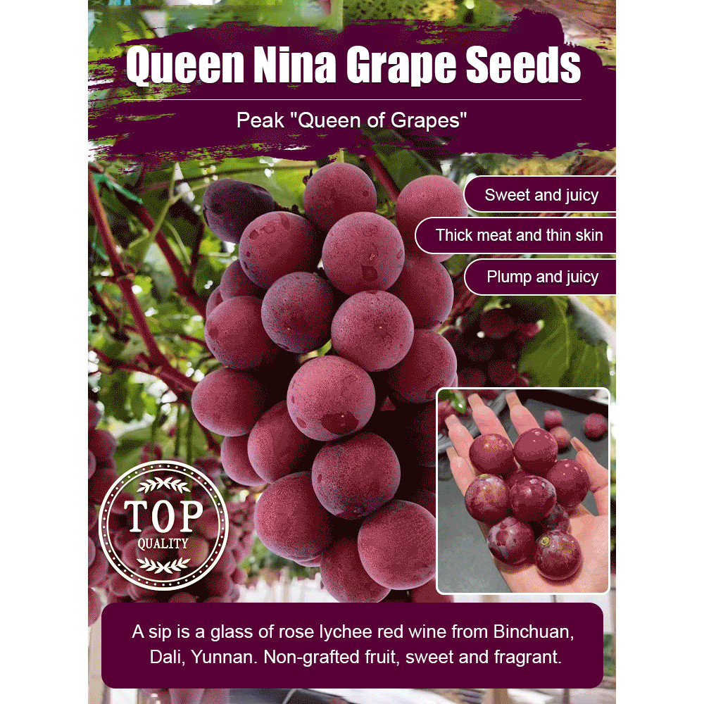 Four Seasons Balcony Planting Grape Queen Rose Dome | Shopee Philippines