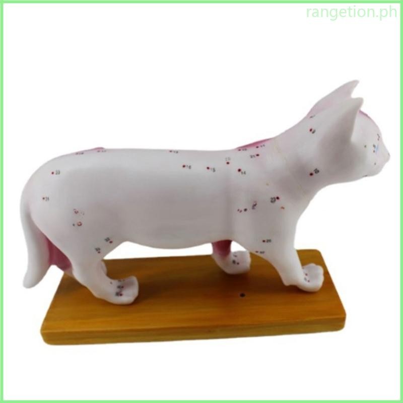 RAN Cat Anatomy Model for Acupuncture and Moxibustion Teaching Animal ...