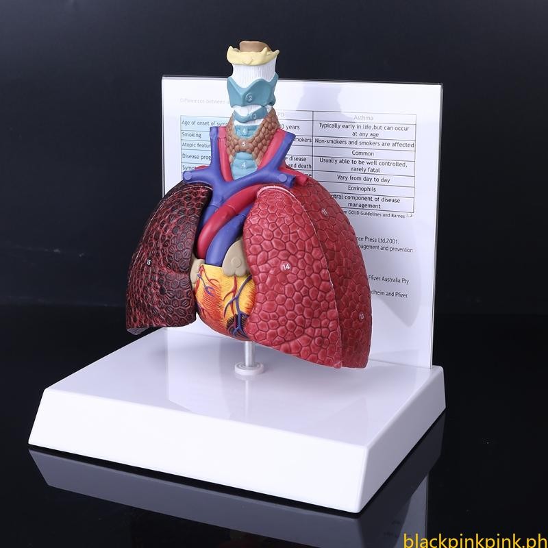 BLACK Life Size Human Lung Model Anatomical Respiratory System Anatomy ...