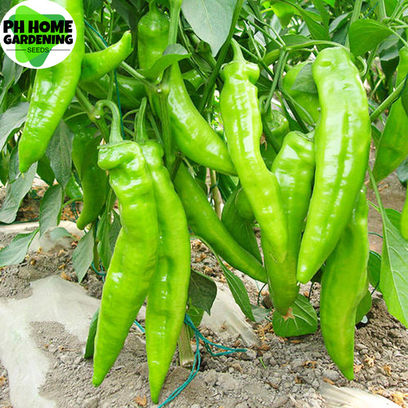 【100 Seeds/Pack】Sili Panigang / Siling Haba Chili Seeds - Green Chili ...