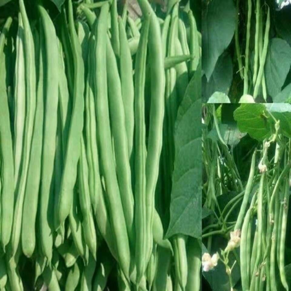 Baguio Beans seeds F1 Hybrid Seeds for Planting (20 Seed) - French Bean ...