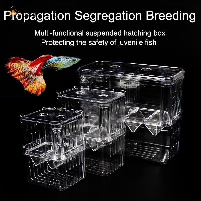 Peacock Fish Breeding Box Fish Aquarium Acrylic Isolation Box Fish Tank ...
