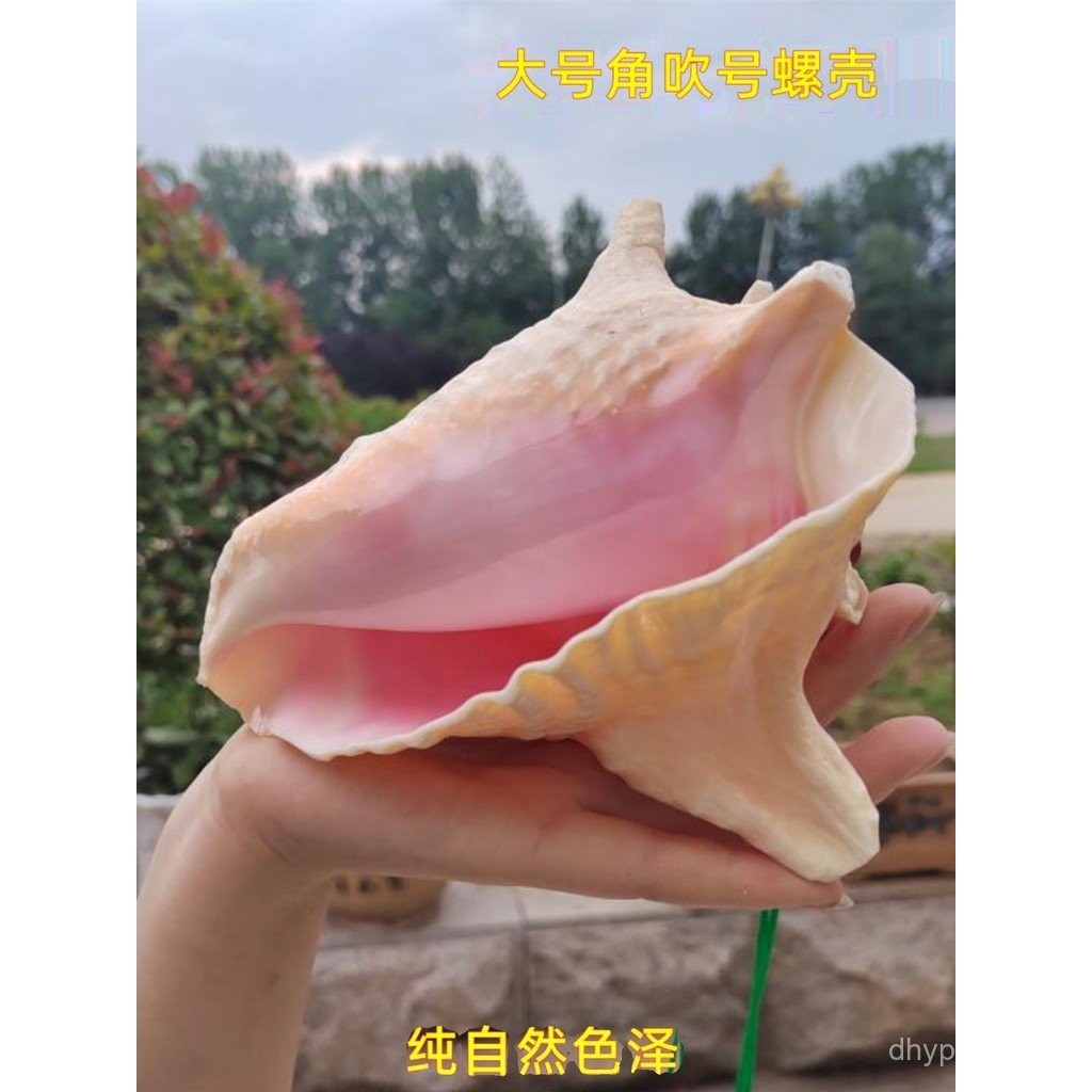 Wholesale Toys Natural Conch Trumpet Creative Rouge Conch Trumpet ...