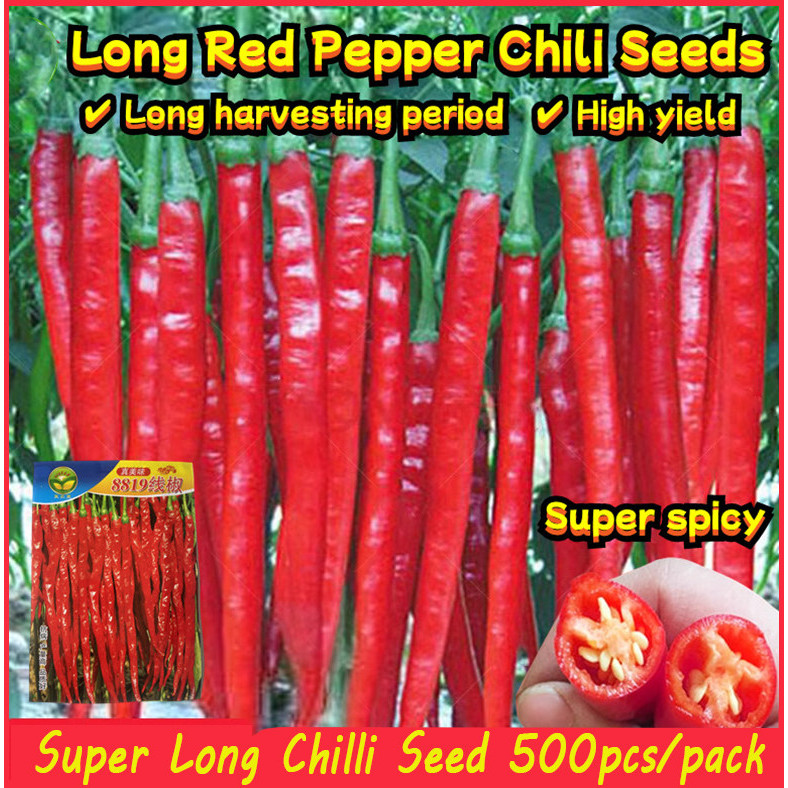 500seeds High Yield Red Long Chili Seeds Super Hot Pepper Seeds for ...