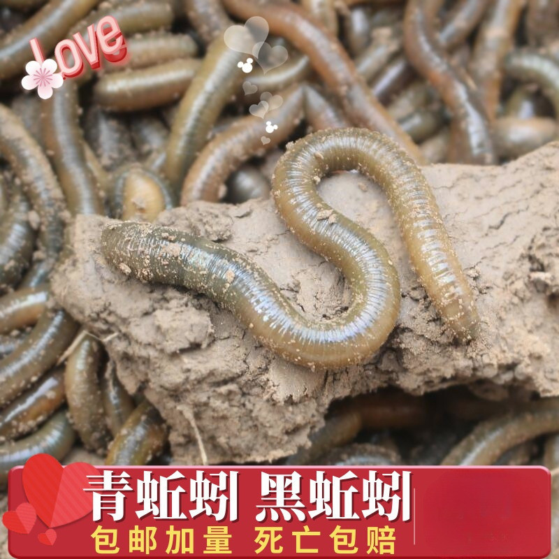 Live Earthworms Free Shipping Green Earthworms Black Earthworms Large ...