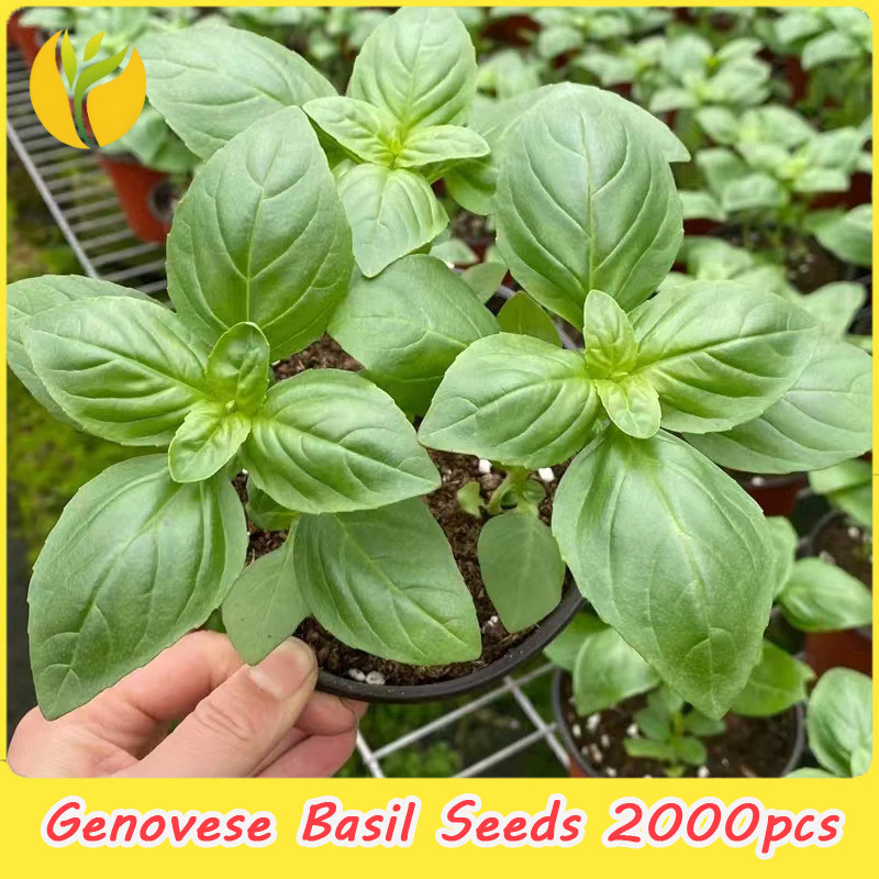 2000seeds/pack High Yield Sweet Basil Seeds for Planting Vegetable ...