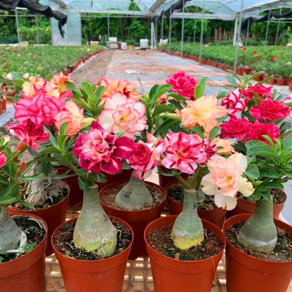 100 seeds Adenium Double Petal Seeds flower plants Indoor planting ...