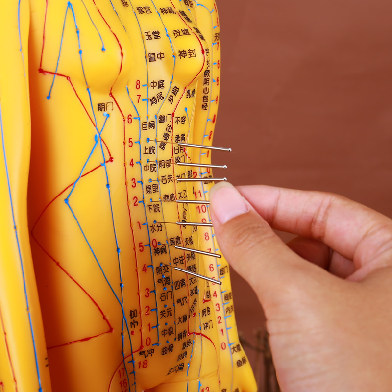 Acupuncture Points Human Body Model Dummy Model Whole Body Medicine Art ...