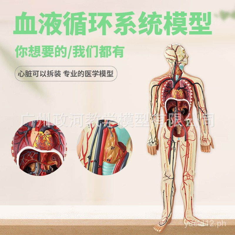 Human blood circulation system model heart internal organs blood ...