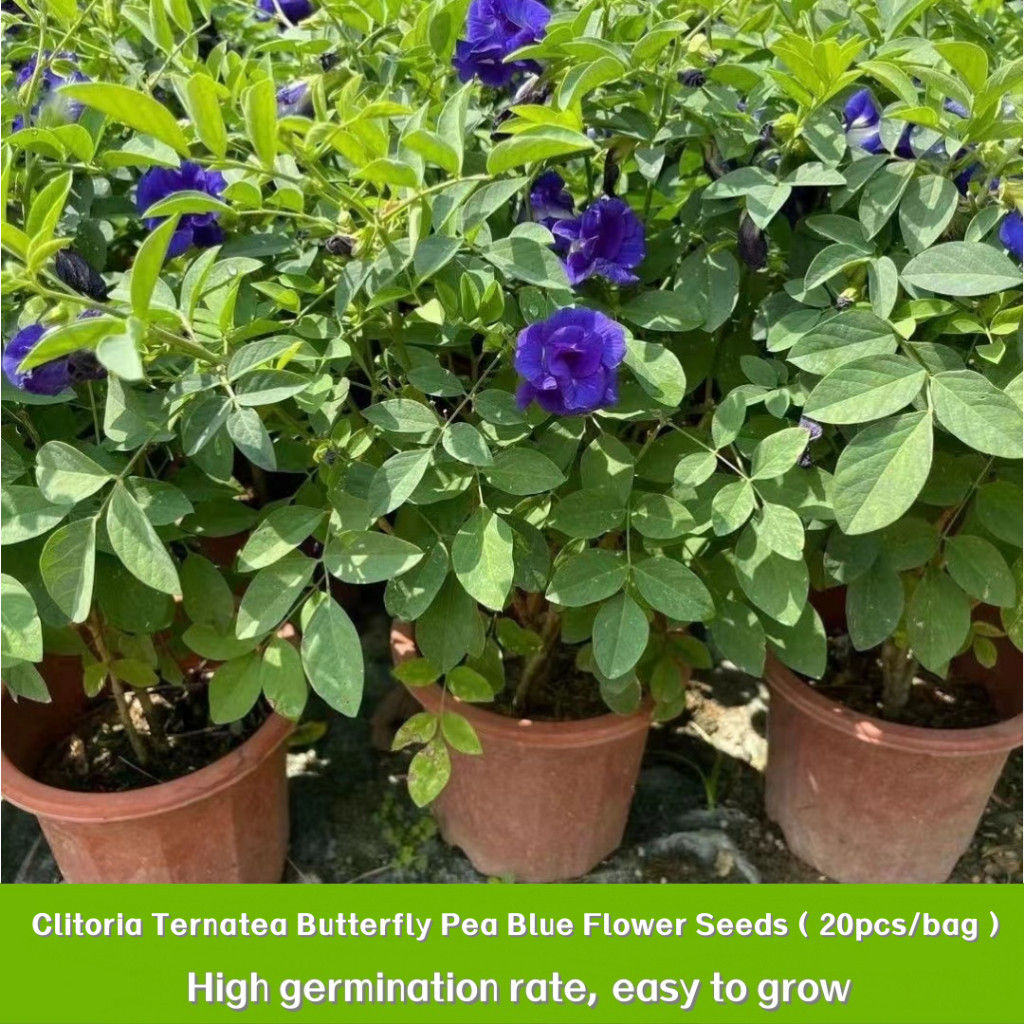 (20seeds）Clitoria Ternatea Butterfly Pea Blue Flower Seeds - Blue ...