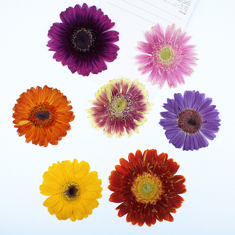 Dried Flower Pressed Flower Chrysanthemum Gerbera Daisy Flower ...