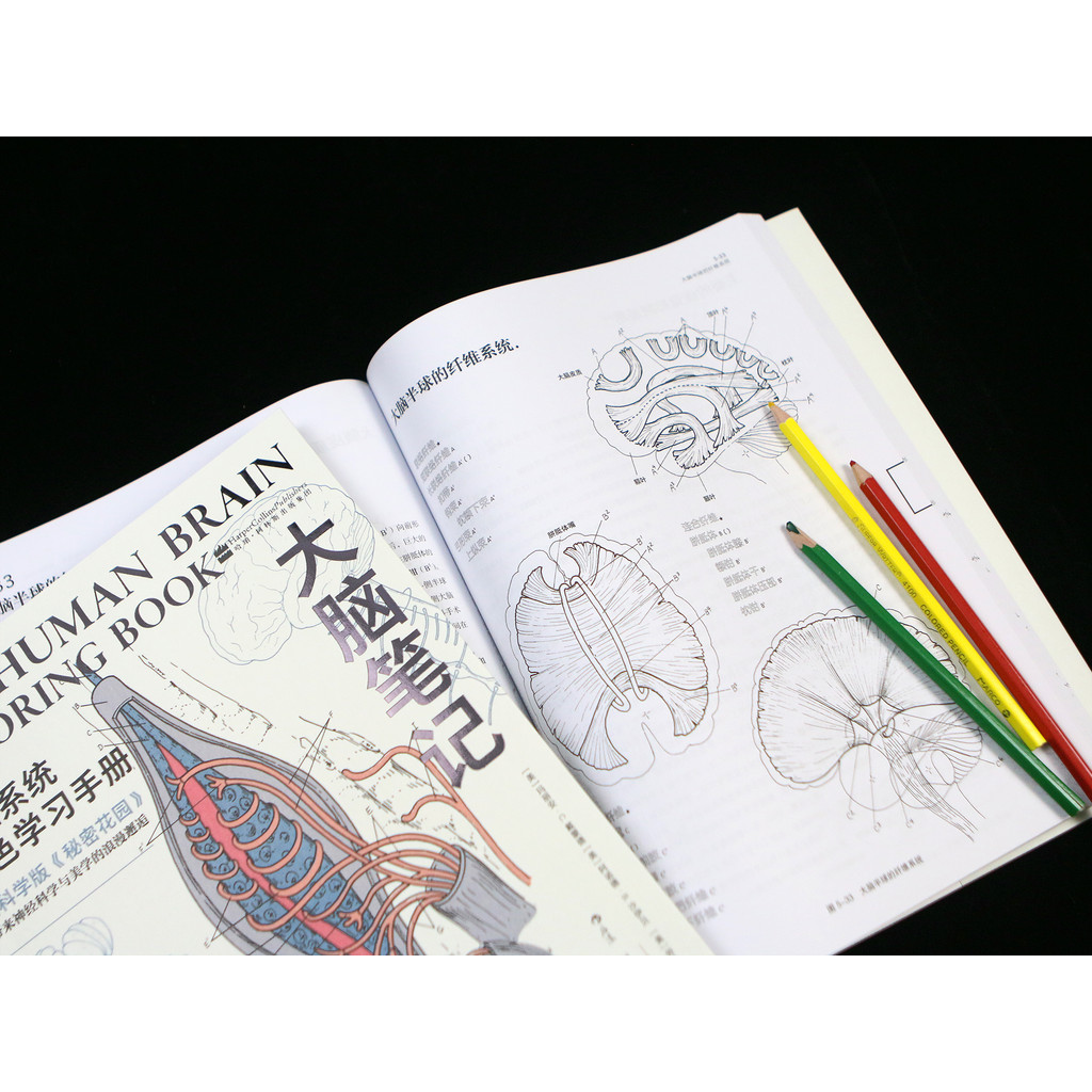 Dangdangwang Brain Notes Brain Science Edition Secret Garden Neural ...