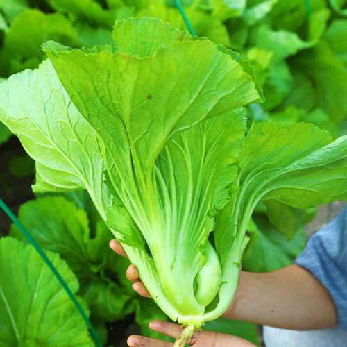 （500seeds/pack）MUSTARD / MUSTASA SEEDS Chinese | Shopee Philippines