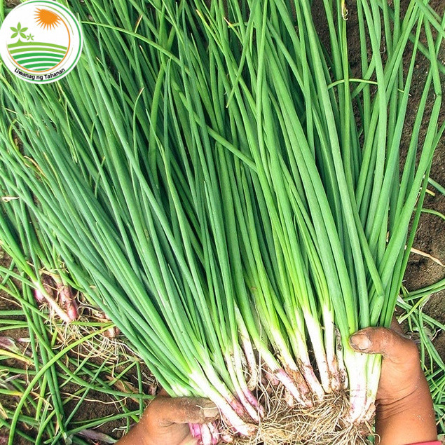 (500 seeds) Vegetable Scallion Spring Onion Seeds/Green Onion Scallion ...